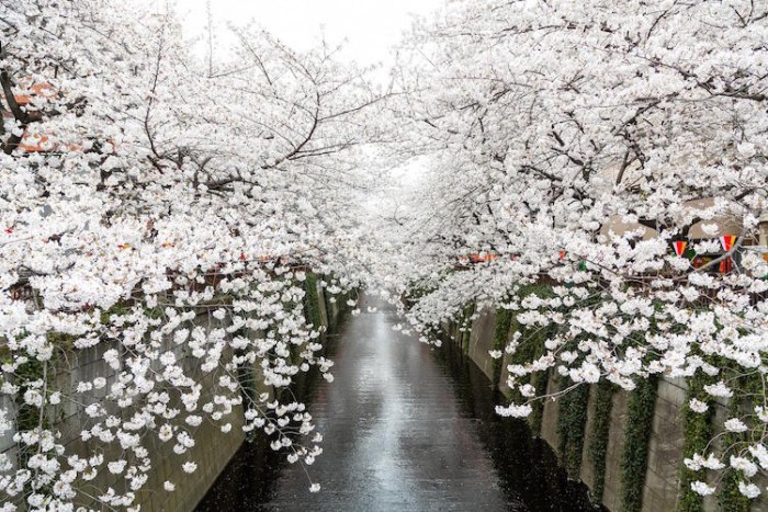 Best Places to HANAMI during cherry blossom season in Tokyo | KoKoRoGraphy