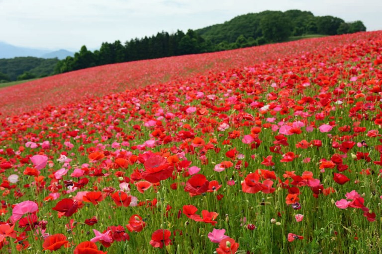 How to Capture Beautiful Flowers with Your Camera | KoKoRoGraphy