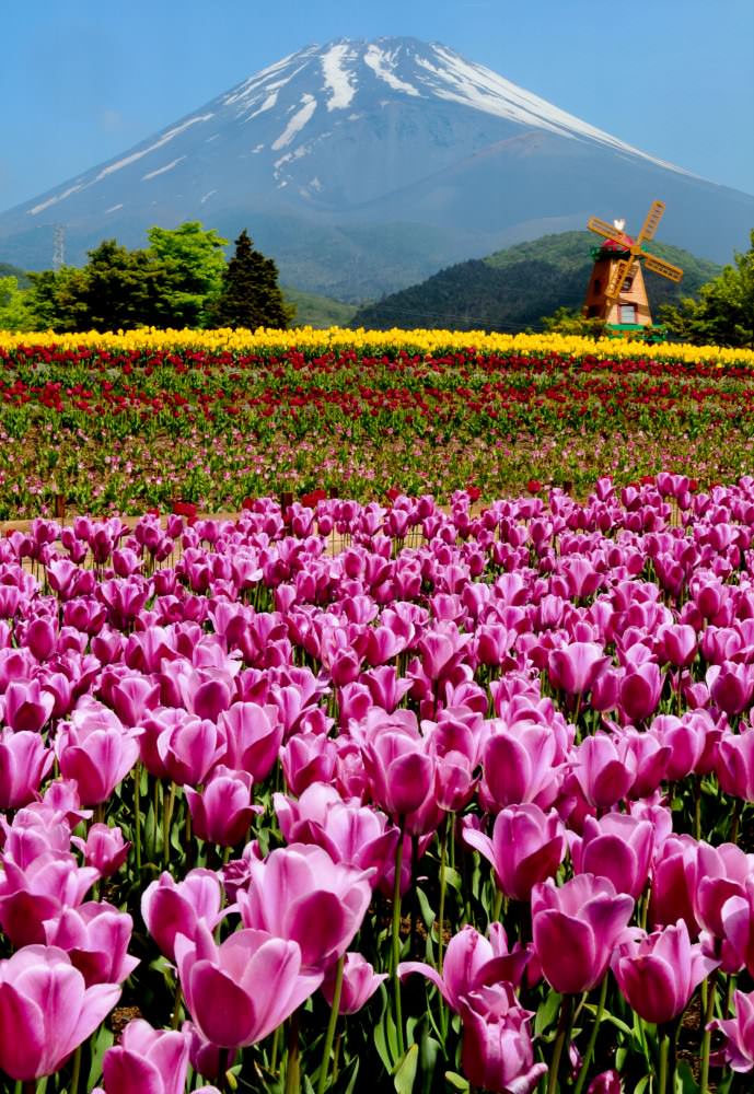 Tulip and Mt. Fuji collaborating now in Japan | KoKoRoGraphy