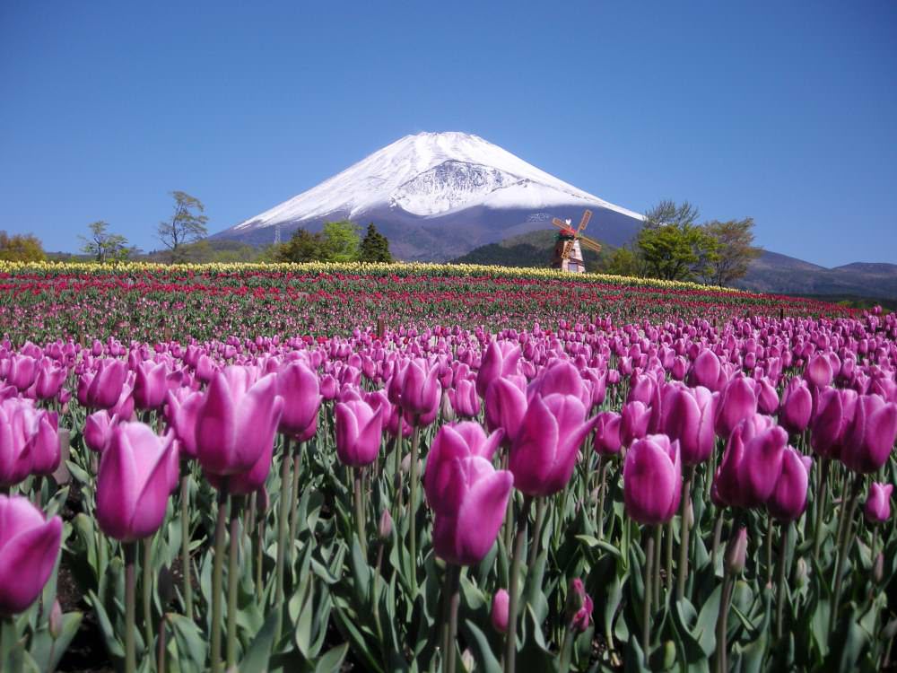 Tulip and Mt. Fuji collaborating now in Japan | KoKoRoGraphy